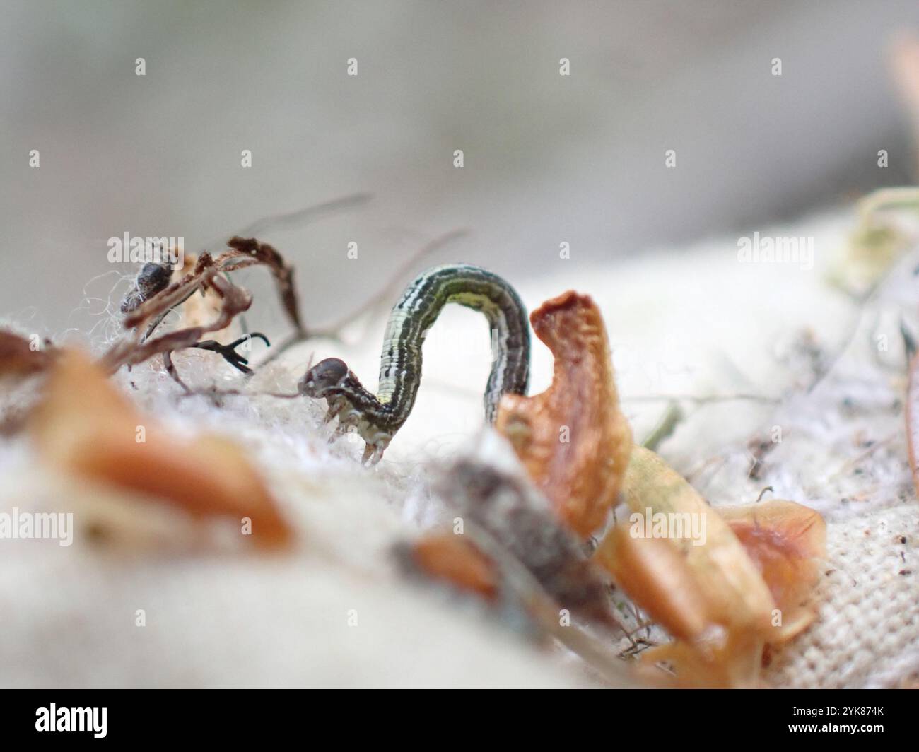 Geometer Moths (Geometridae Stock Photo - Alamy