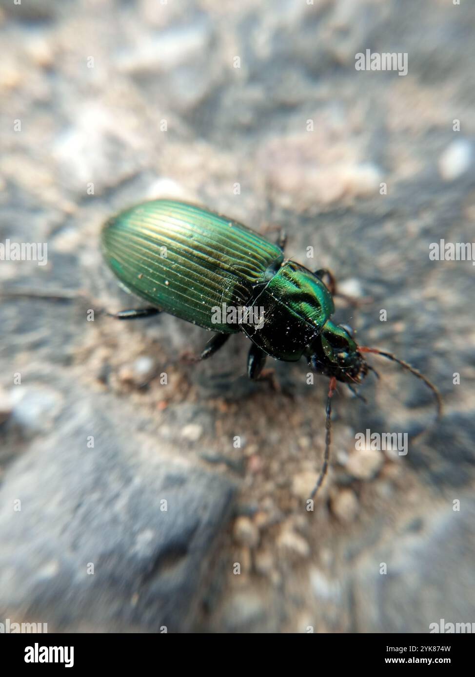 Poecilus hi-res stock photography and images - Alamy