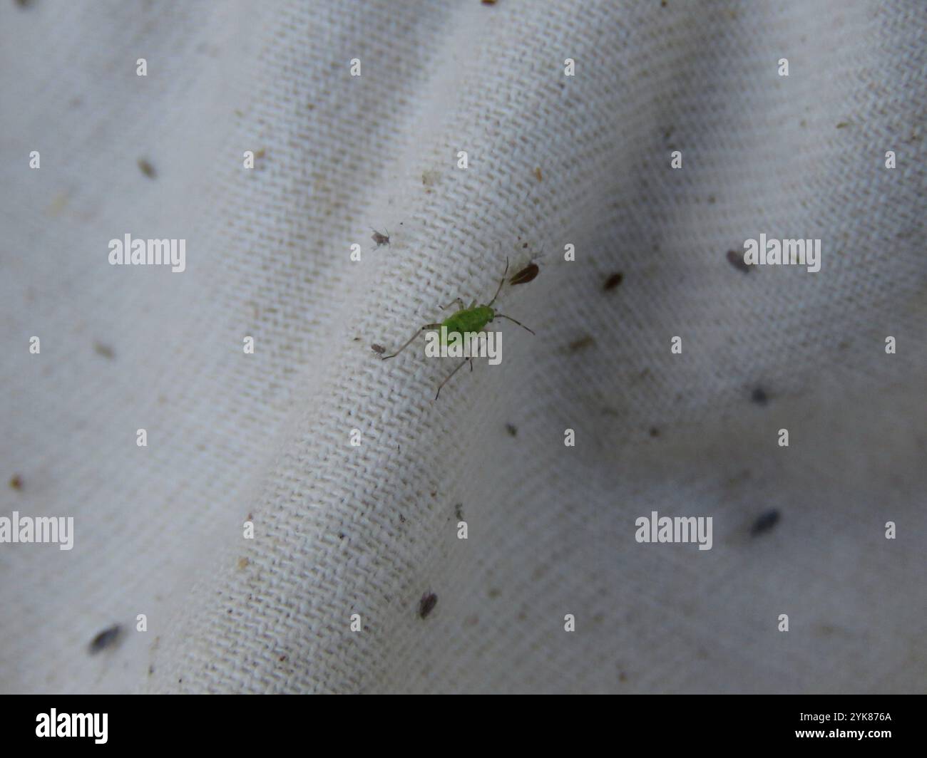 True Bugs, Hoppers, Aphids, and allies (Hemiptera Stock Photo - Alamy