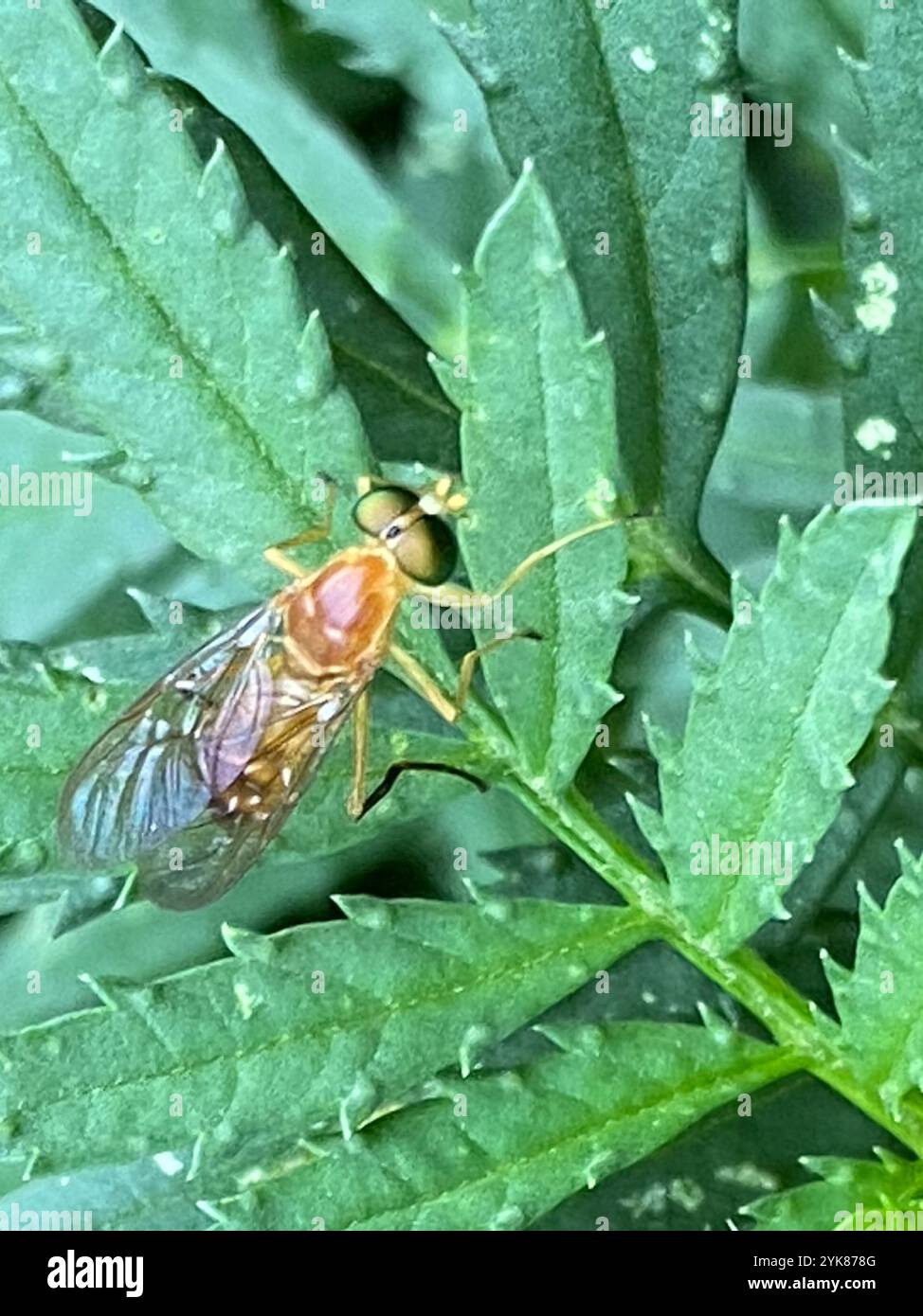 Compost Fly (Ptecticus trivittatus Stock Photo - Alamy