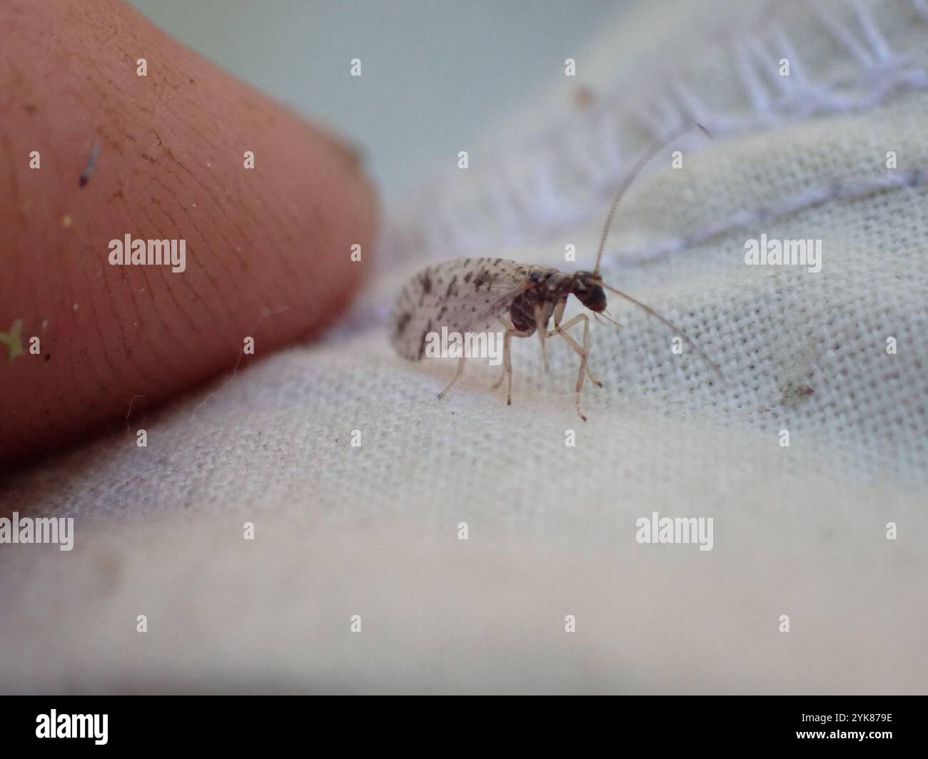 Micromus variegatus hi-res stock photography and images - Alamy