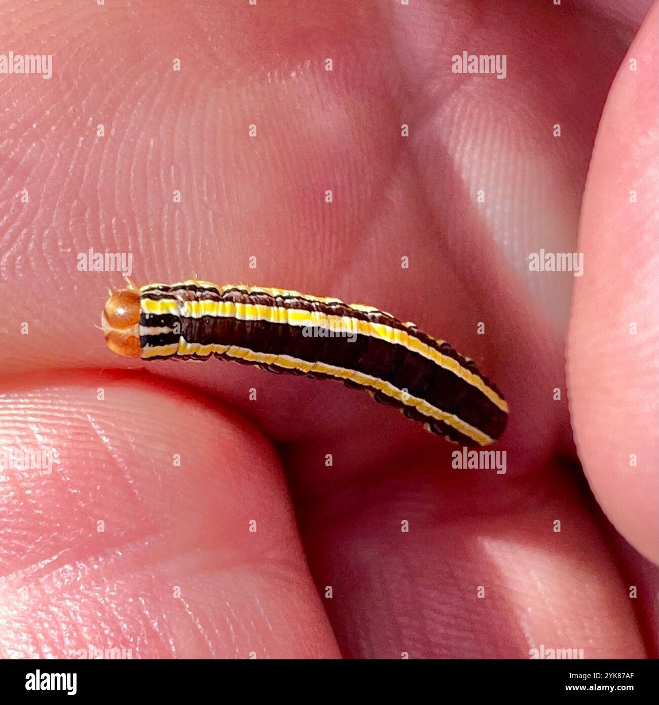 Striped Garden Caterpillar Moth (Trichordestra legitima Stock Photo - Alamy