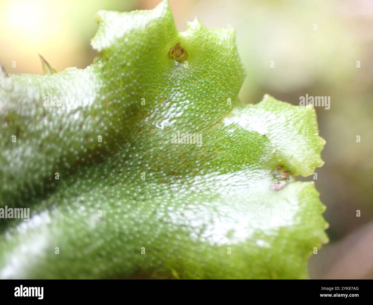 Common Liverwort (Marchantia polymorpha Stock Photo - Alamy