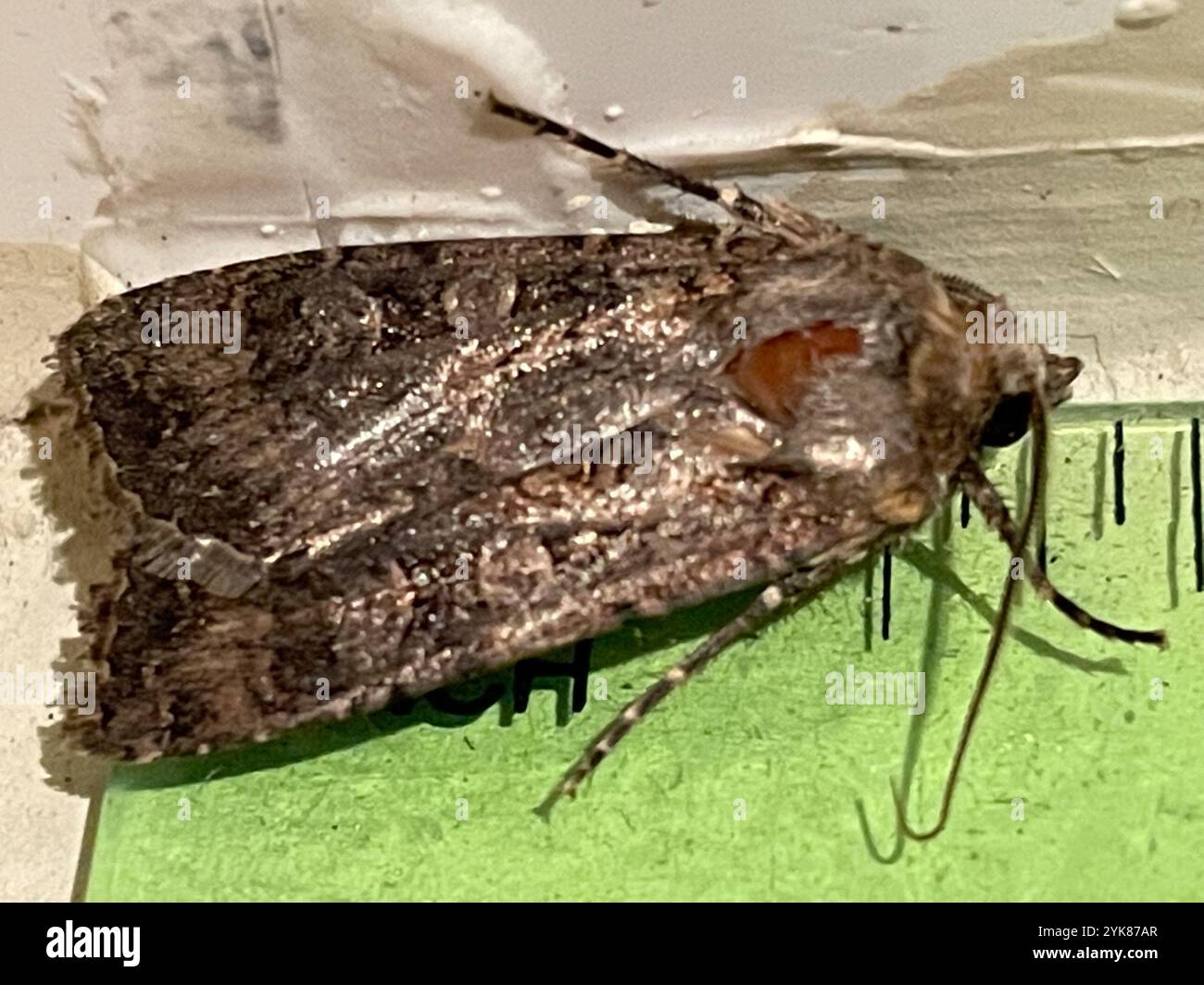 Cutworms and Dart Moths (Noctuinae Stock Photo - Alamy