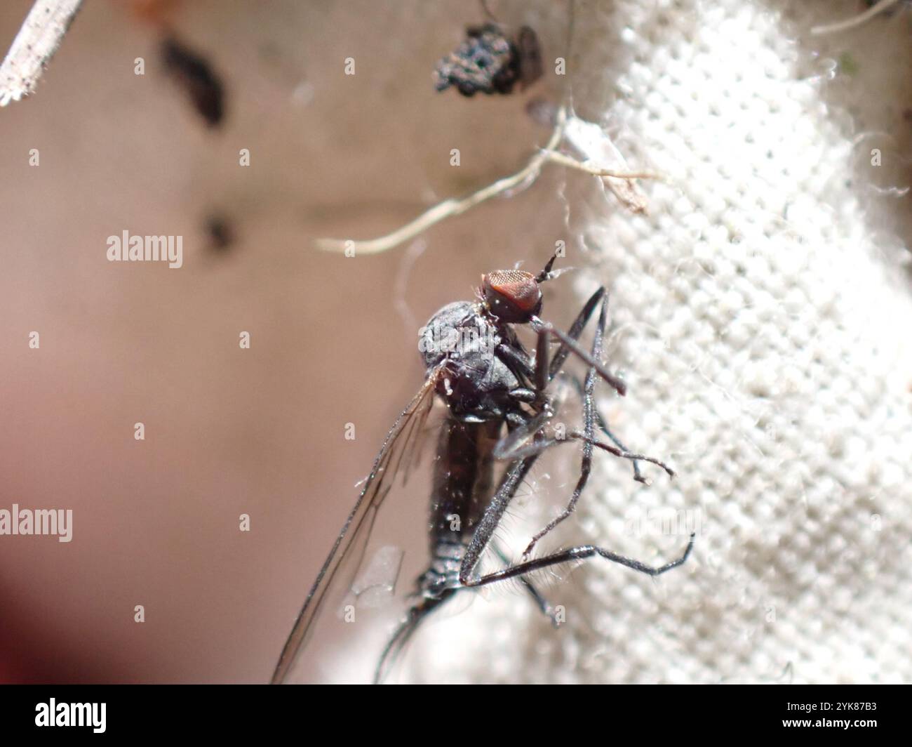 Dance Flies (Empididae Stock Photo - Alamy