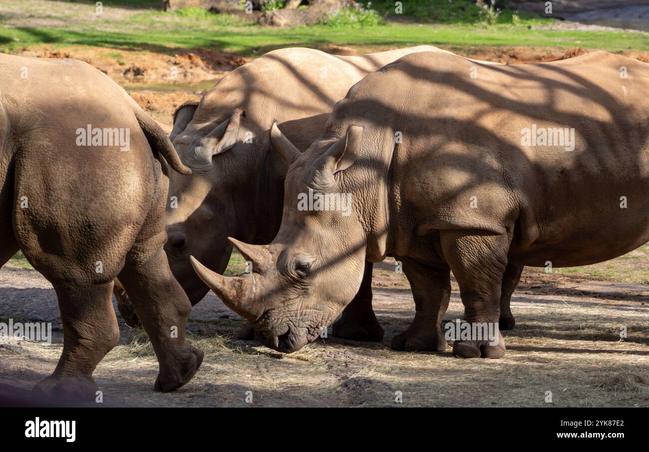 Rino blanco hi-res stock photography and images - Alamy