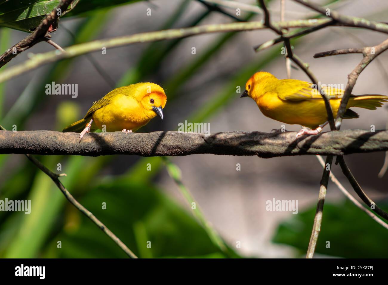 Fauna canarios hi-res stock photography and images - Alamy