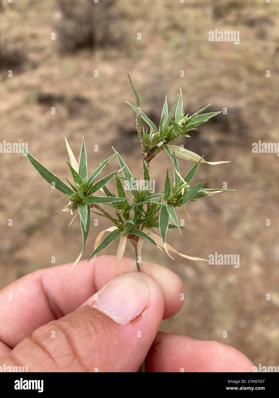 Munroa hi-res stock photography and images - Alamy
