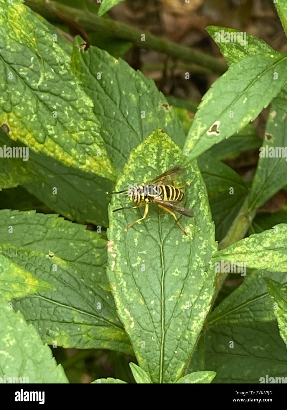 Eastern Hornet Fly (Spilomyia longicornis Stock Photo - Alamy
