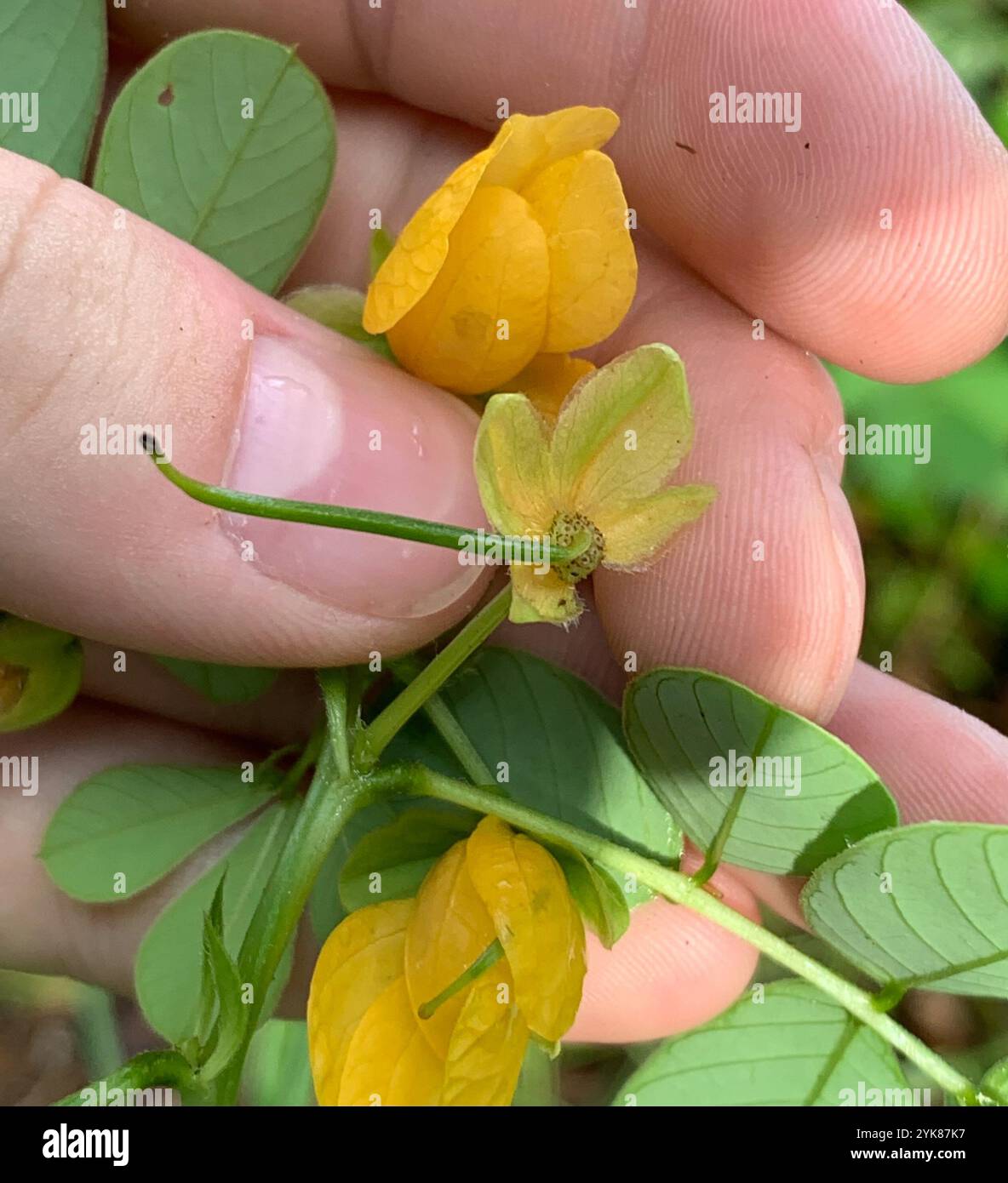 American Sicklepod (Senna obtusifolia Stock Photo - Alamy
