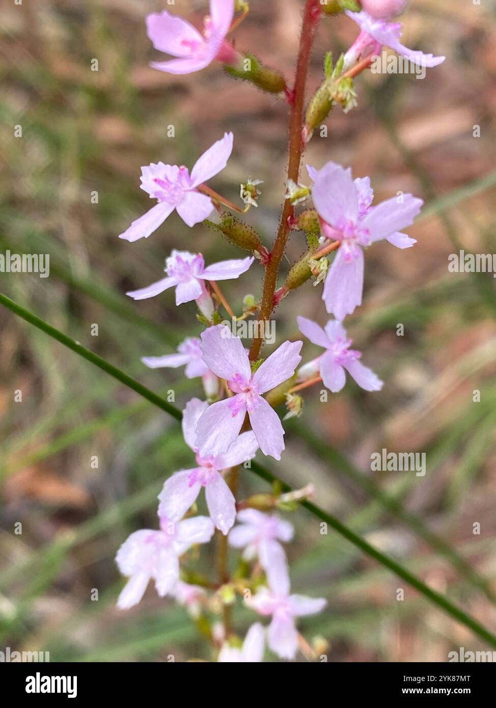 Triggerplant hi-res stock photography and images - Alamy
