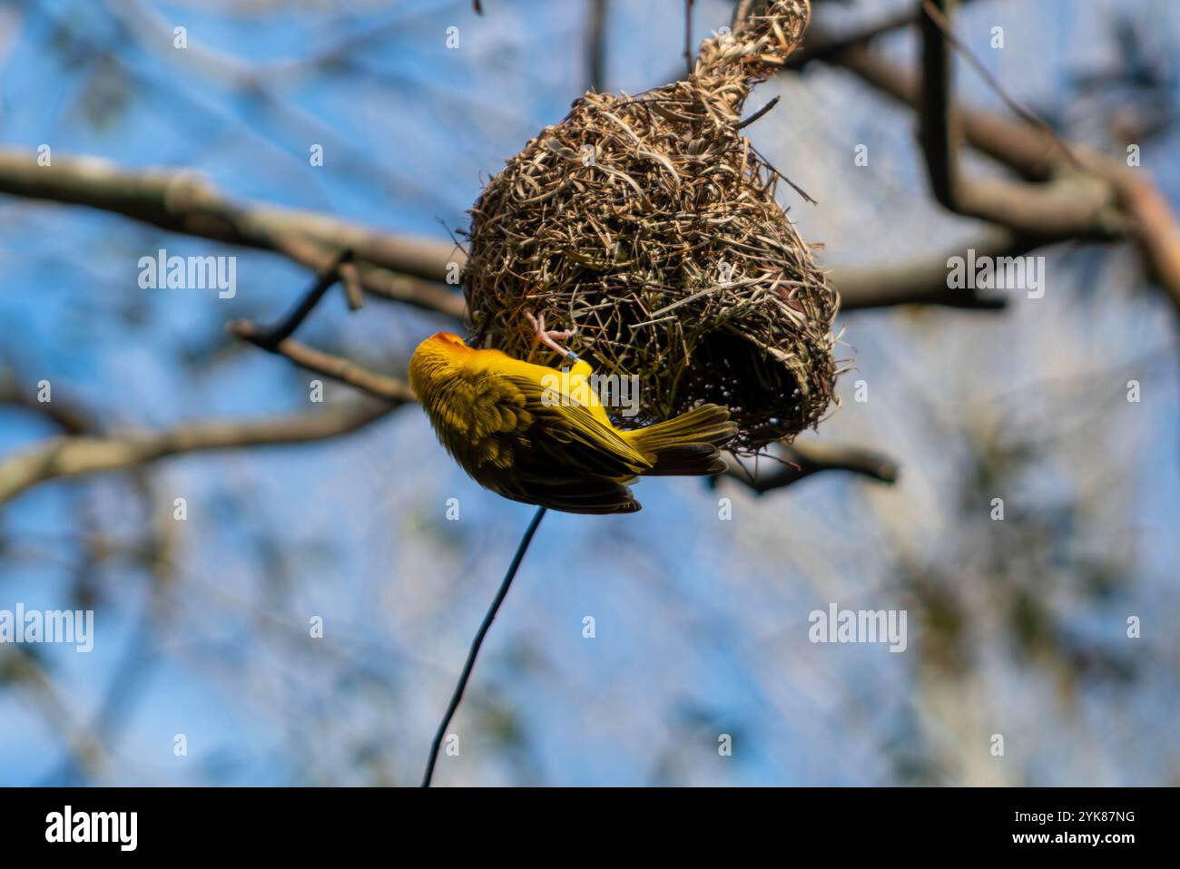 Cafe nativo hi-res stock photography and images - Alamy