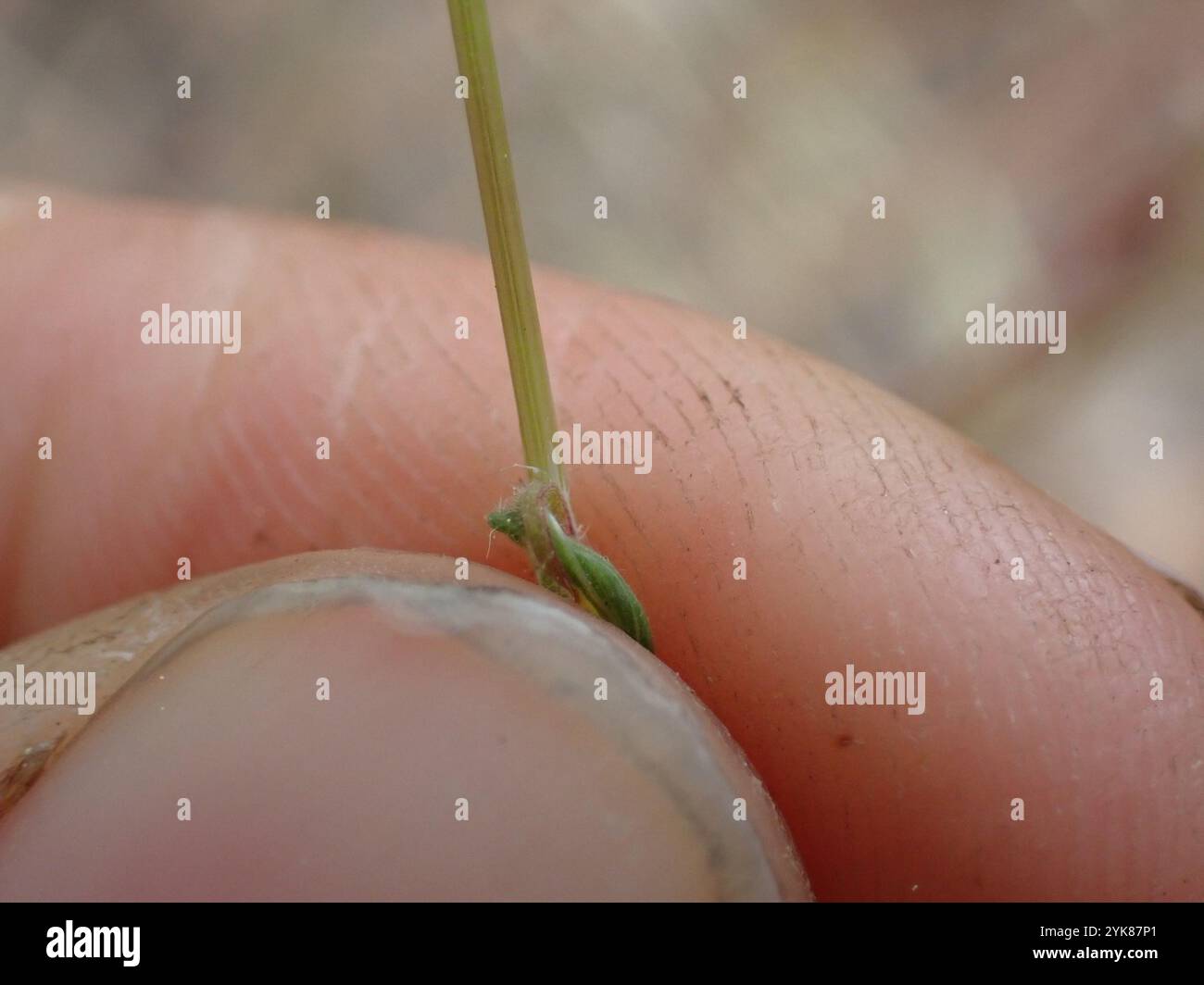 Cheatgrass hi-res stock photography and images - Alamy
