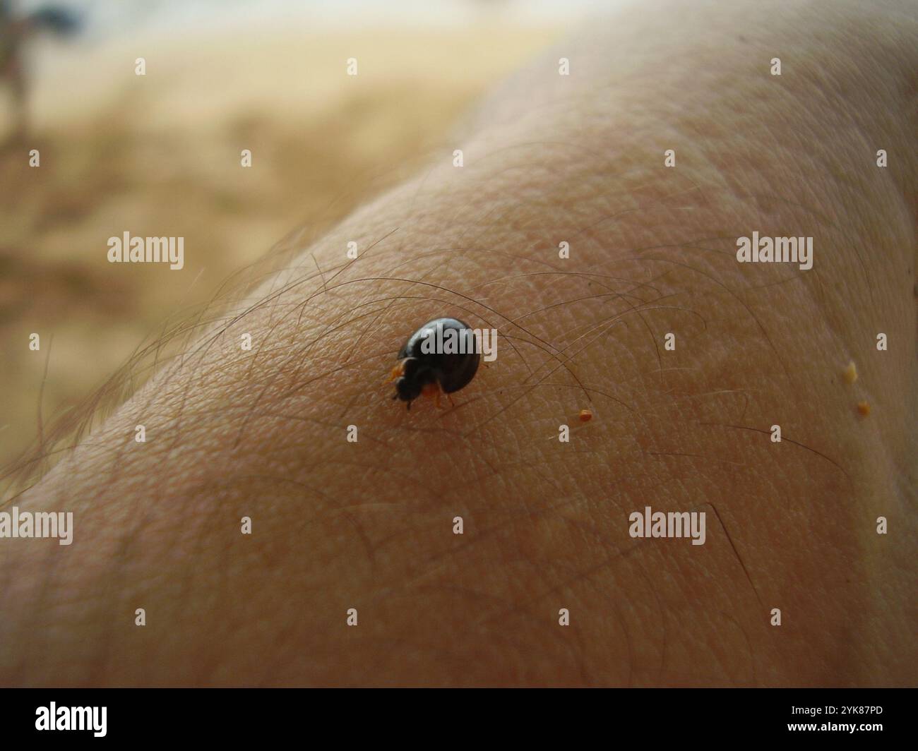 Metallic Blue Lady Beetle (Curinus coeruleus Stock Photo - Alamy