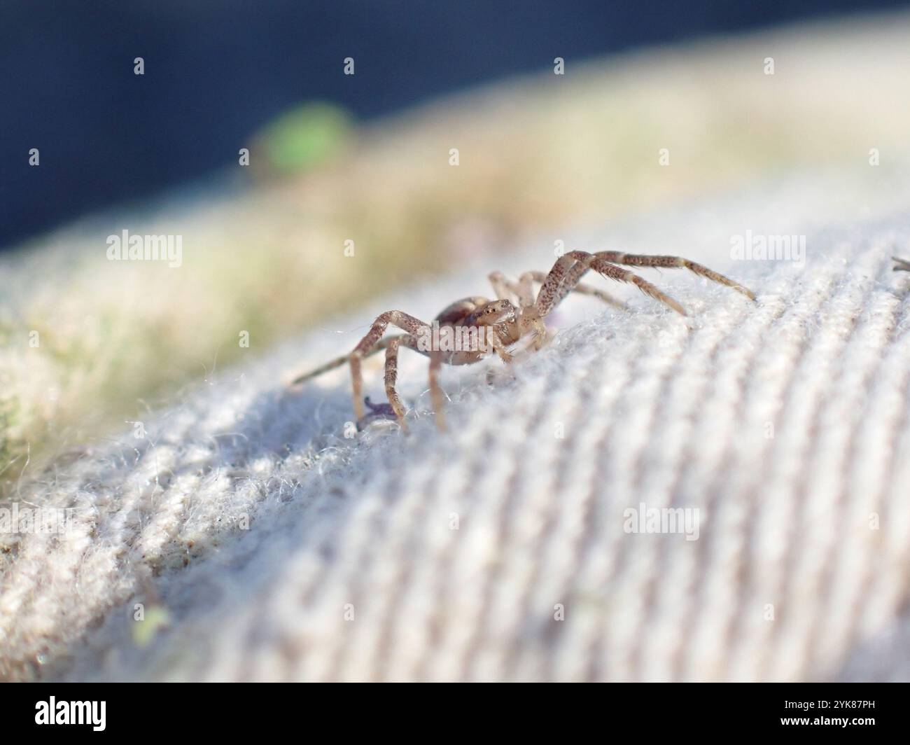 Running Crab Spiders (Philodromidae Stock Photo - Alamy