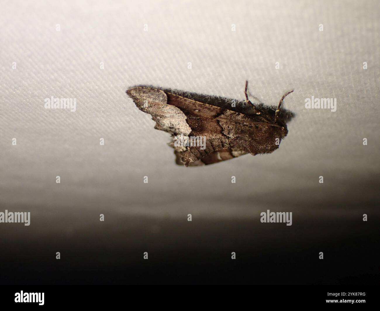 Behr's Pero Moth (Pero behrensaria Stock Photo - Alamy