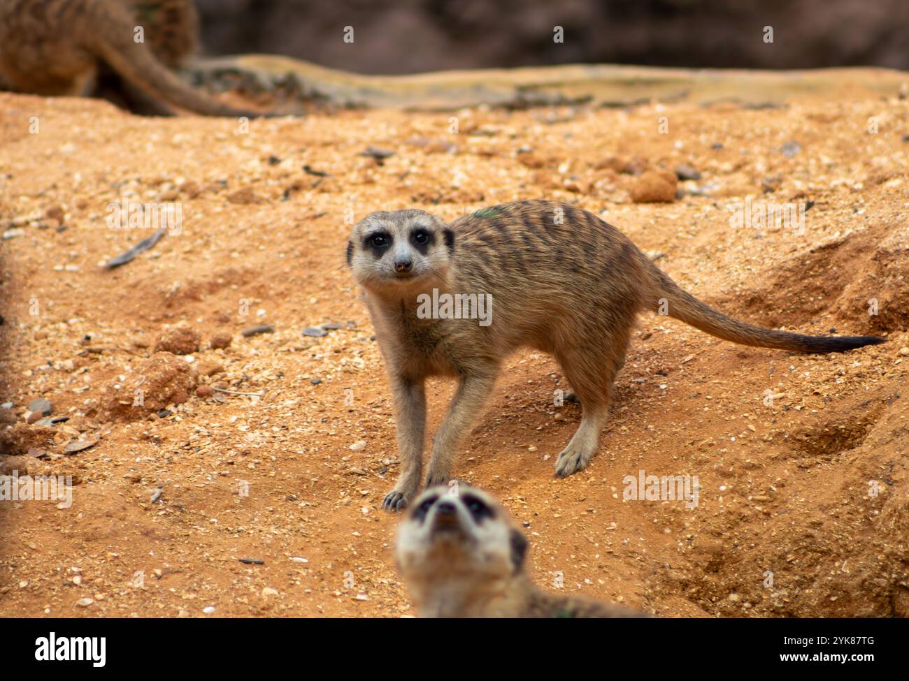Familia suricata hi-res stock photography and images - Alamy