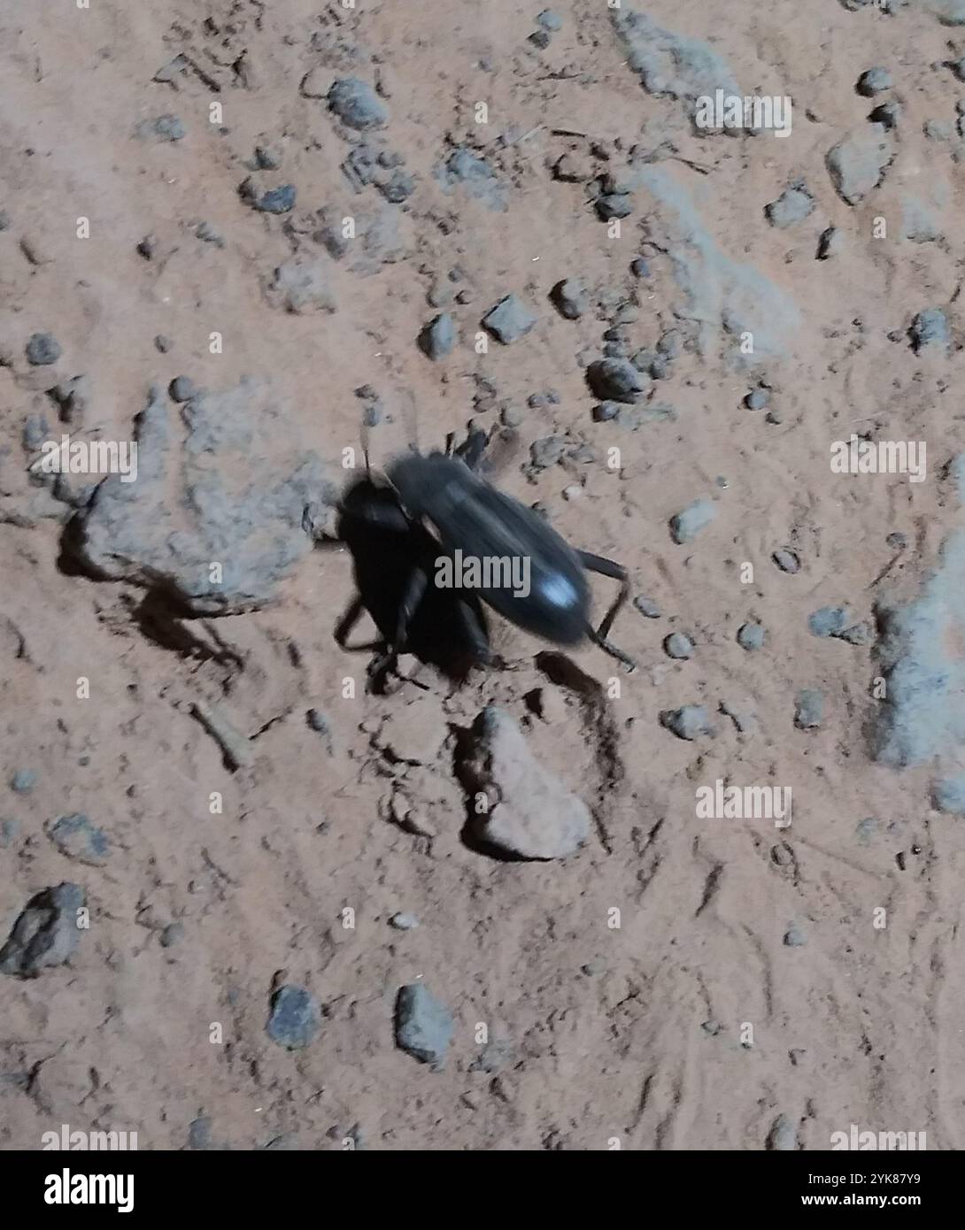 Armored Stink Beetle (Eleodes armata Stock Photo - Alamy