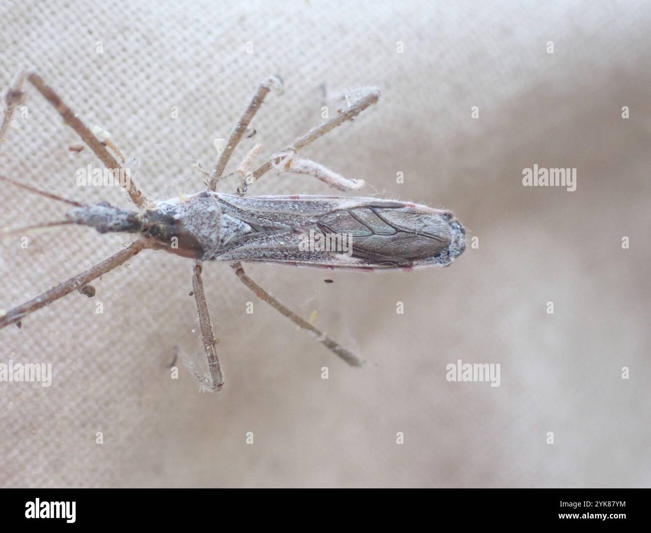 Four-spurred Assassin Bug (Zelus tetracanthus Stock Photo - Alamy