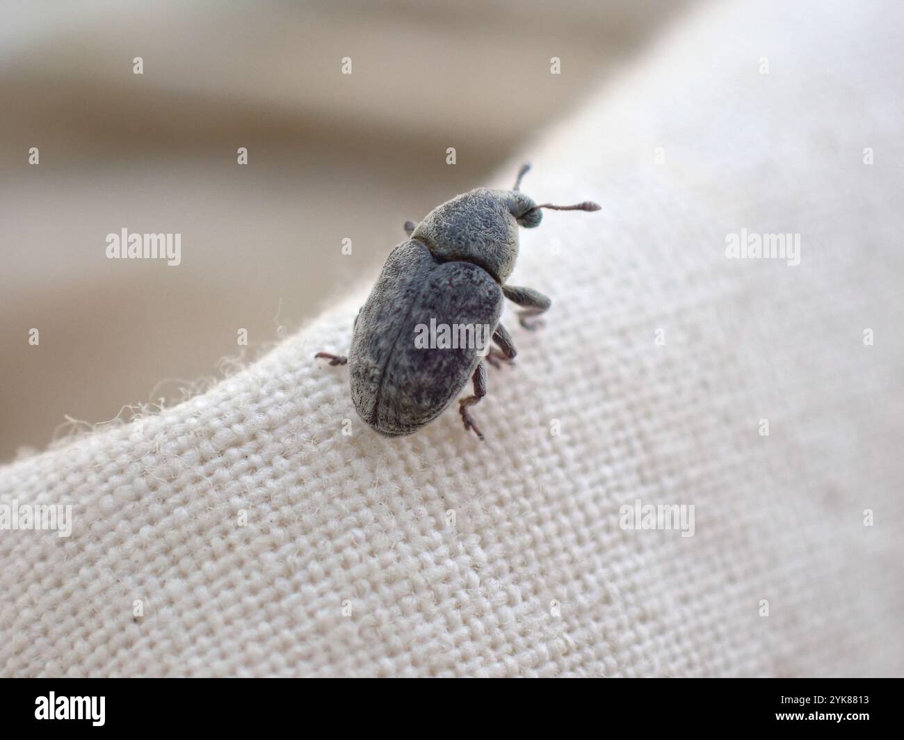 Lesser knapweed flower weevil hi-res stock photography and images - Alamy