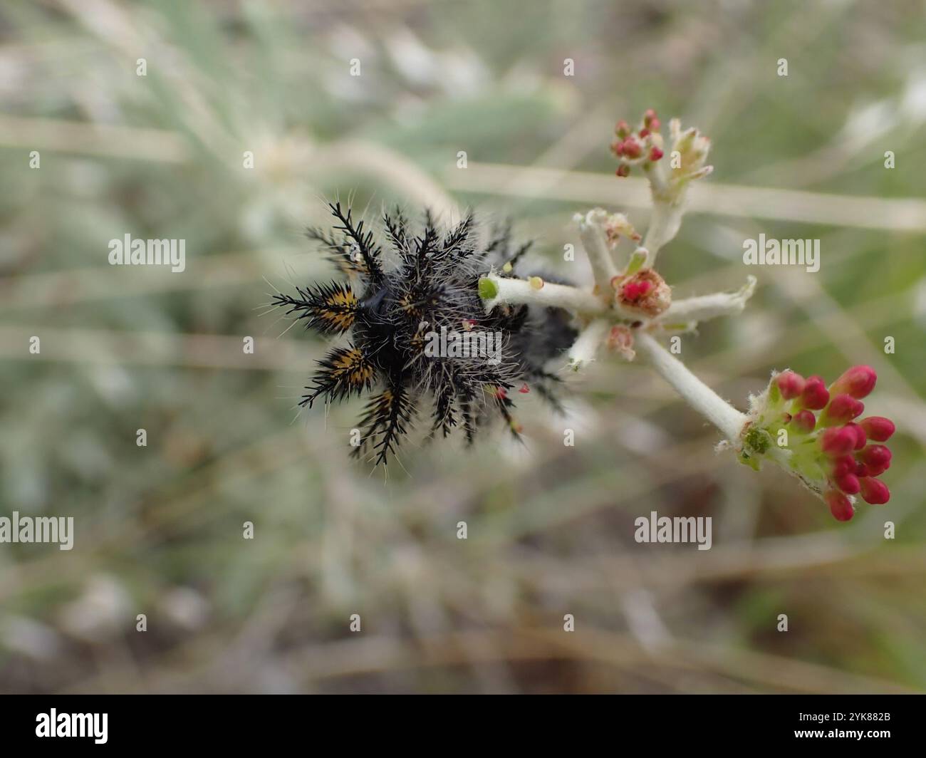Western Sheep Moth (Hemileuca eglanterina Stock Photo - Alamy