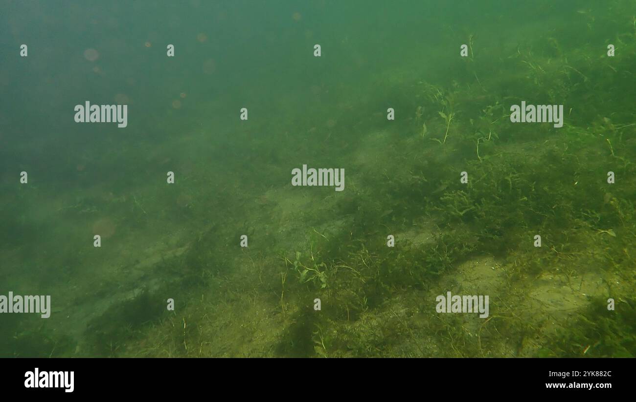 Canadian Waterweed (Elodea canadensis Stock Photo - Alamy