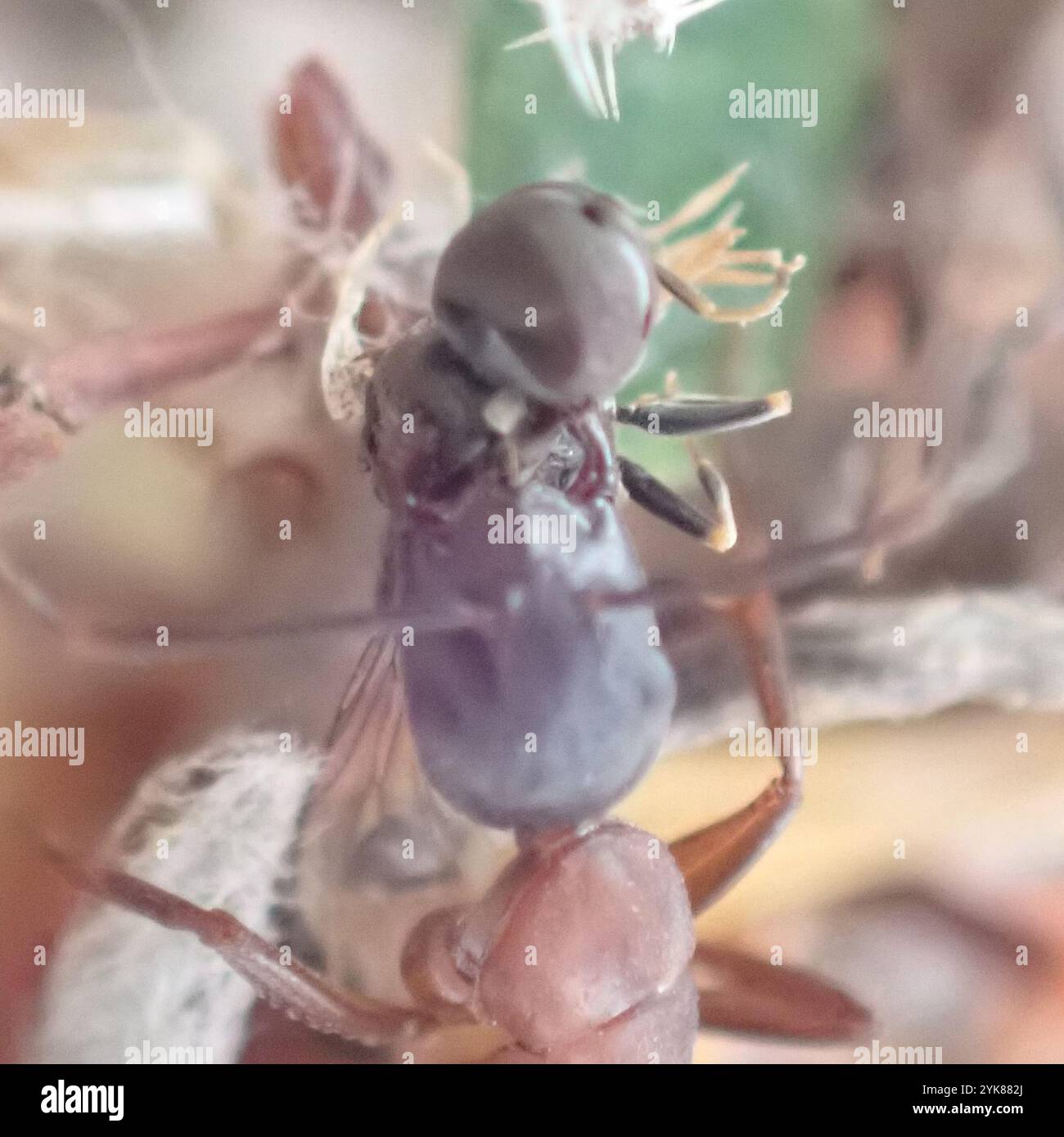 Big-headed Flies (Pipunculidae Stock Photo - Alamy