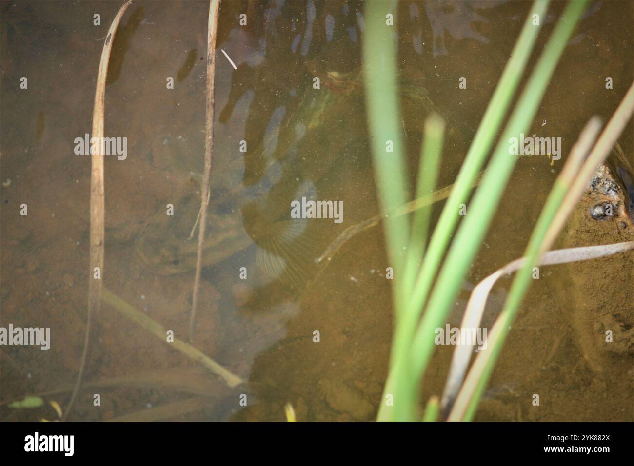 Spotted snakehead hi-res stock photography and images - Alamy