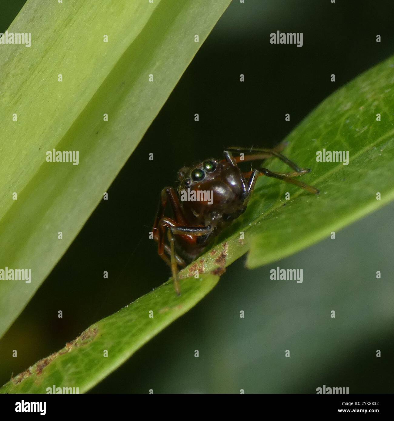 Ant-mimic Spiders (Myrmarachne Stock Photo - Alamy