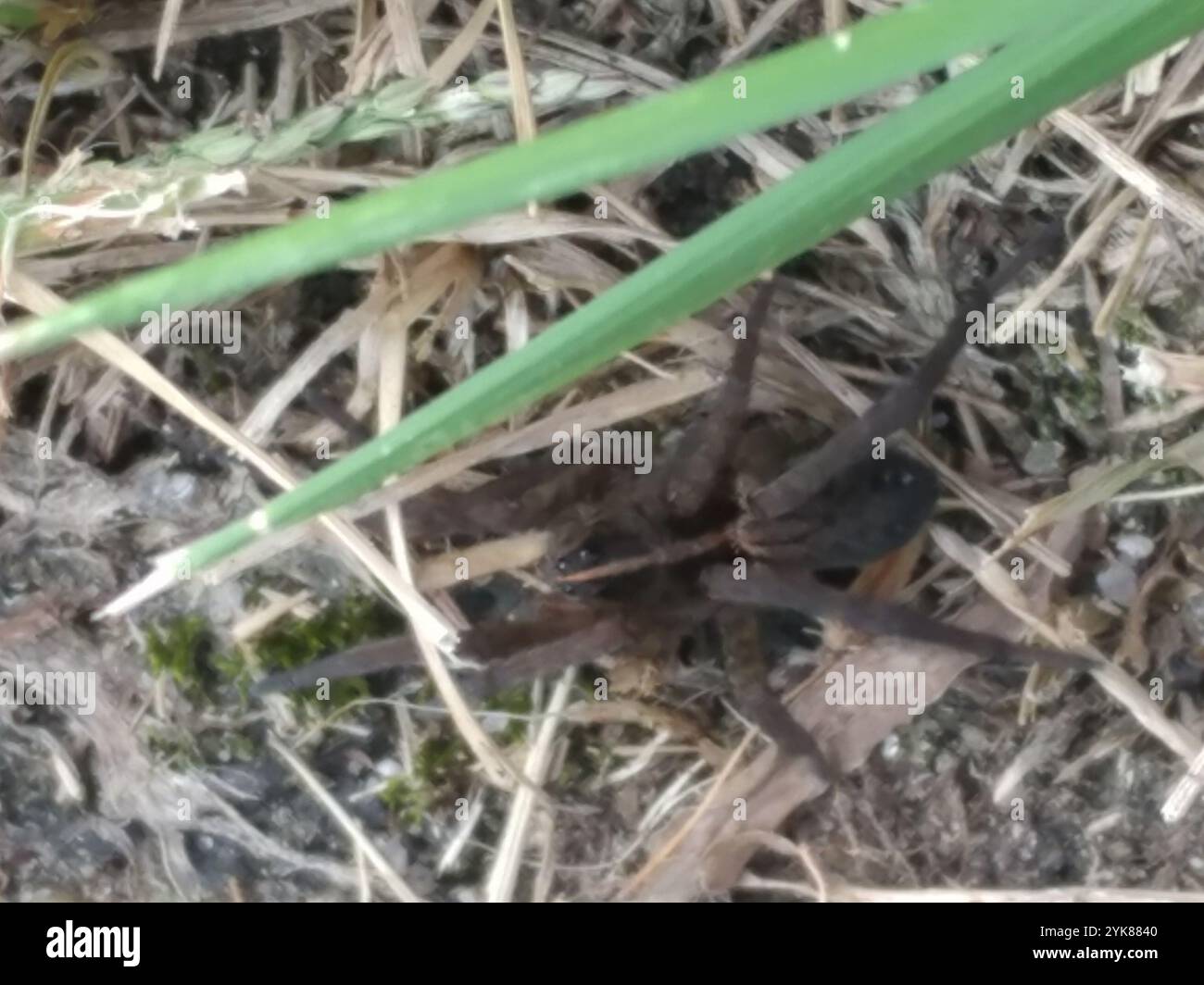 Wetland Giant Wolf Spider (Tigrosa helluo Stock Photo - Alamy