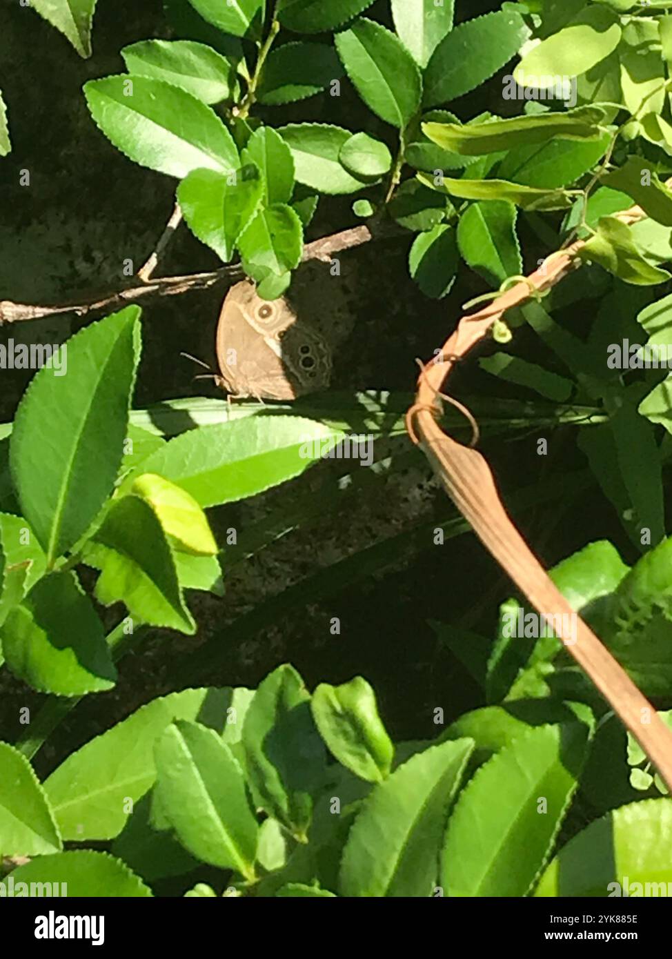 South China Bushbrown (Mycalesis mucianus Stock Photo - Alamy