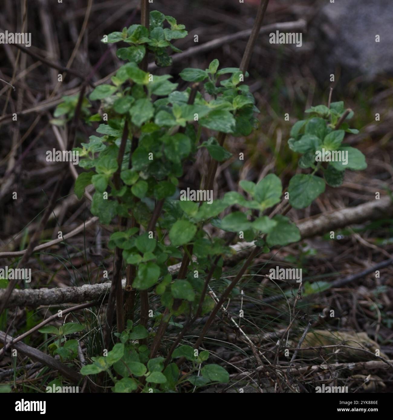 Minthostachys hi-res stock photography and images - Alamy