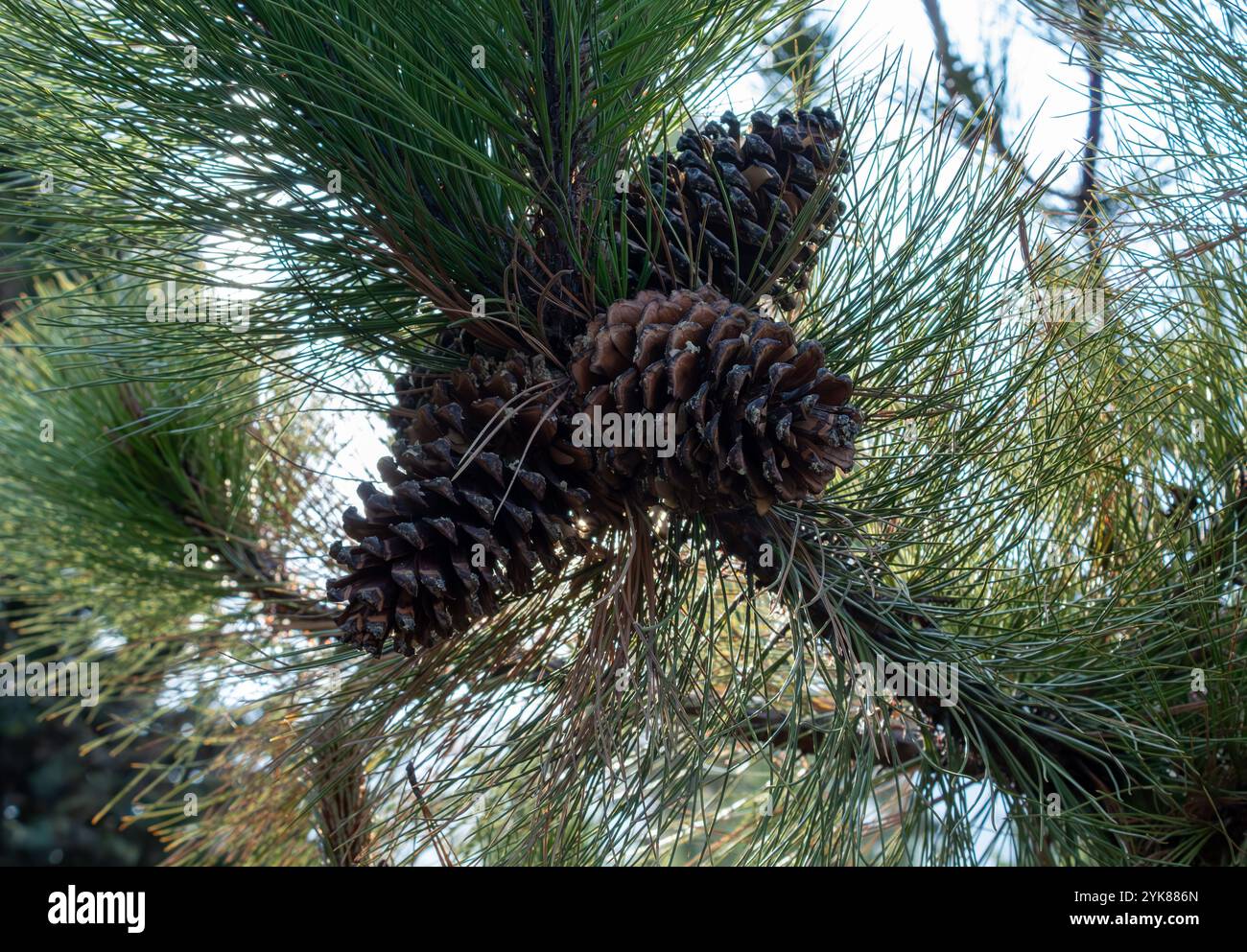 Pinas de pino hi-res stock photography and images - Alamy