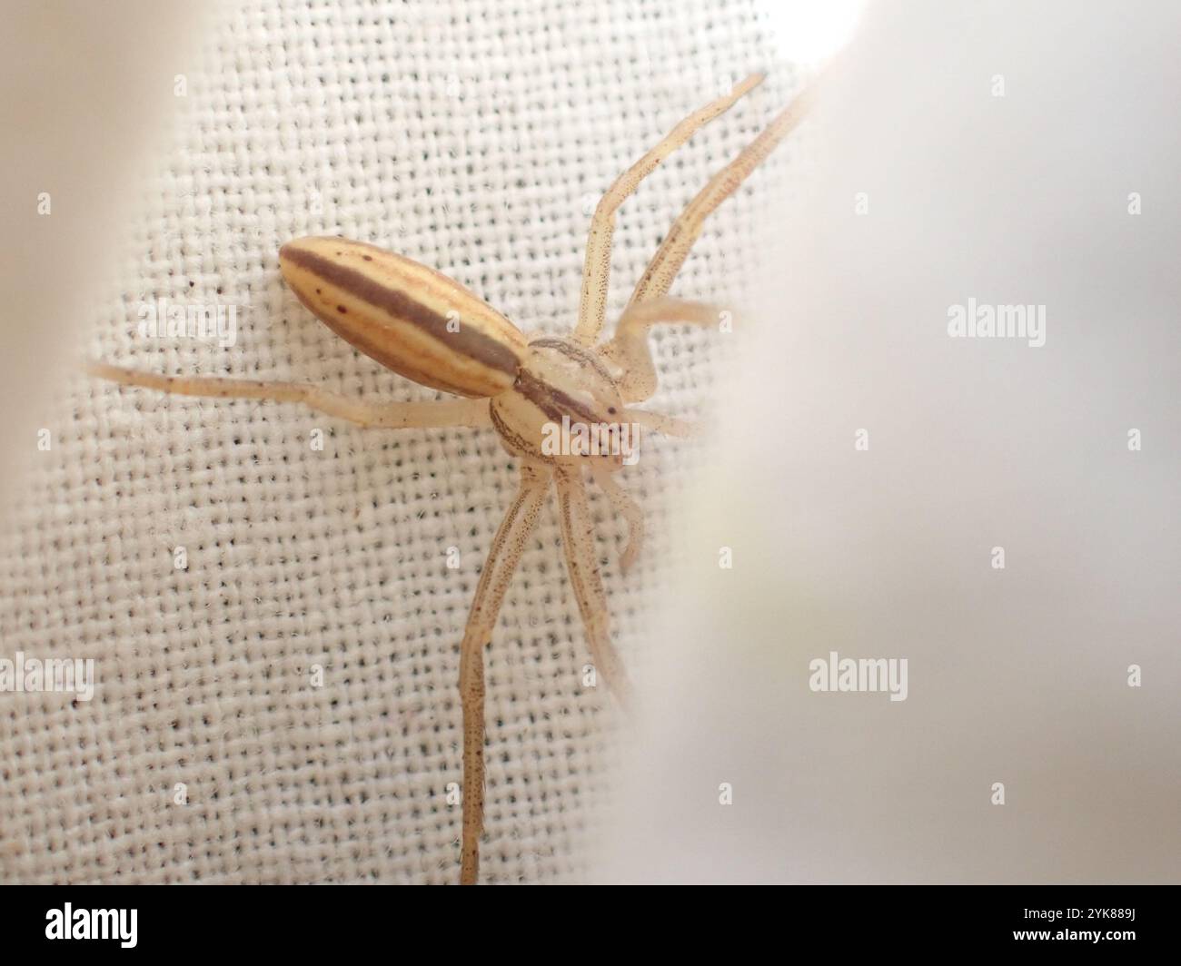 Slender Crab Spiders (Tibellus Stock Photo - Alamy