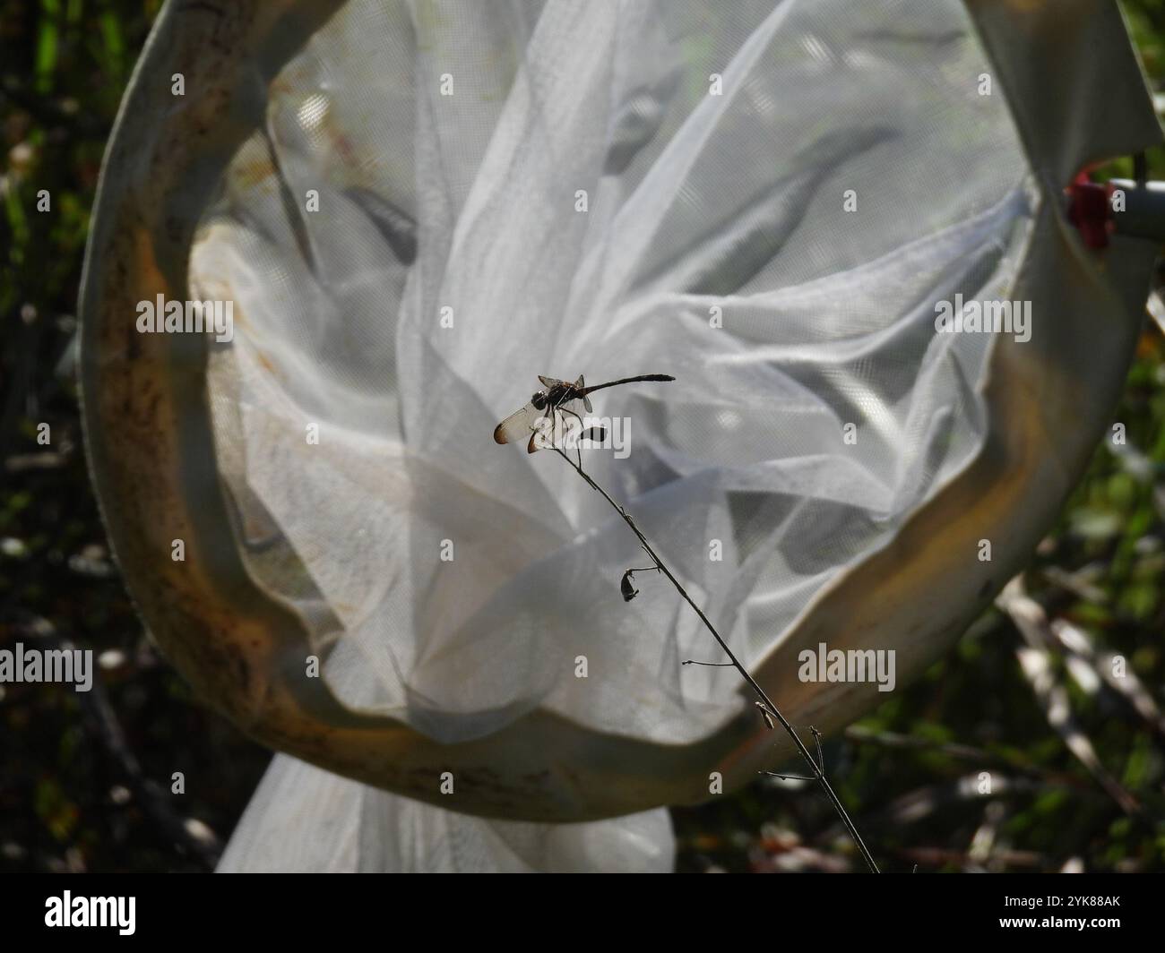Dythemis hi-res stock photography and images - Alamy