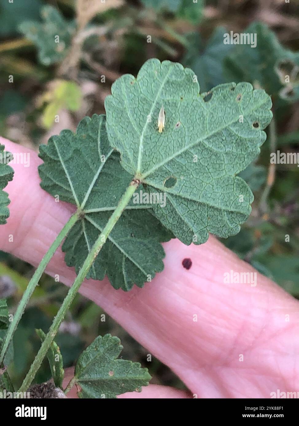 Tree Mallow (Malva arborea Stock Photo - Alamy