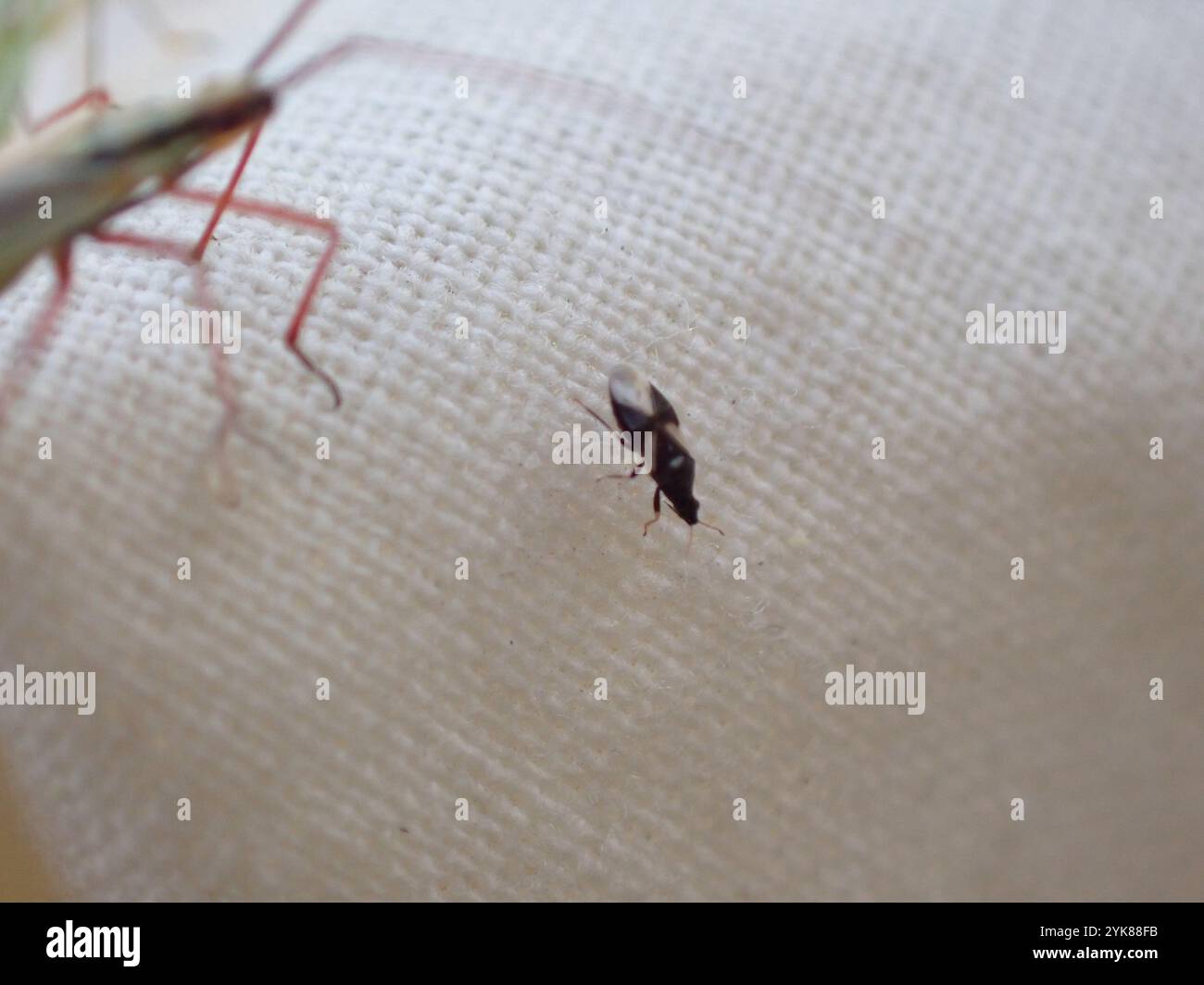 Minute pirate bugs hi-res stock photography and images - Alamy