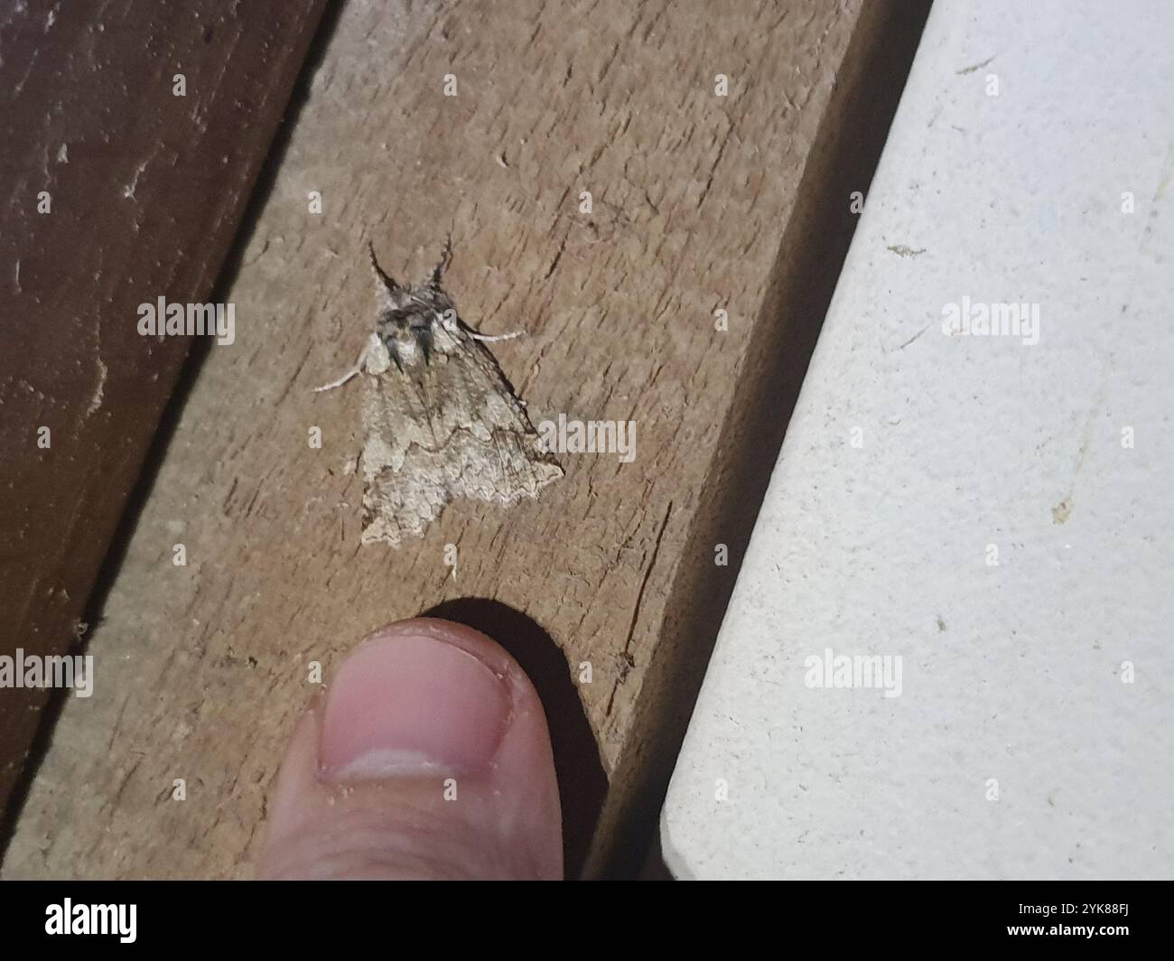 Forest Semilooper (Declana floccosa Stock Photo - Alamy