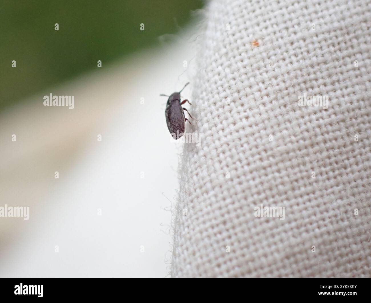 False click beetles hi-res stock photography and images - Alamy