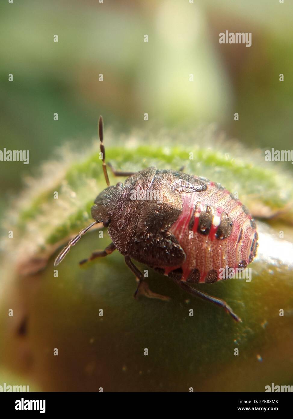 Peribalus strictus hi-res stock photography and images - Alamy