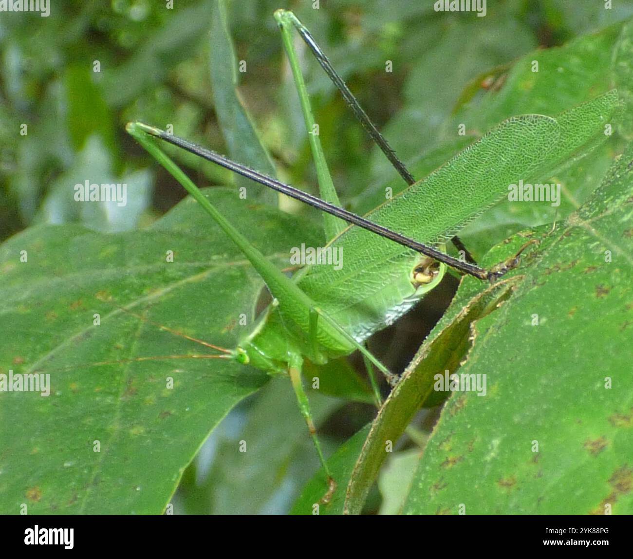Fork-tailed Bush Katydid (Scudderia furcata Stock Photo - Alamy