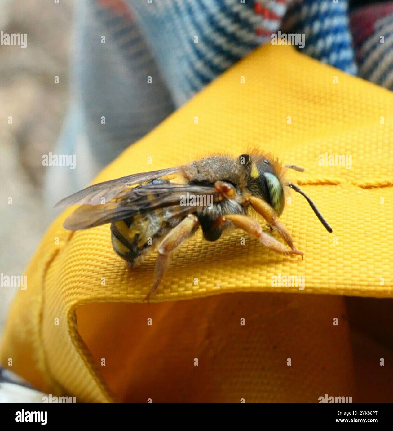 Oblongatum hi-res stock photography and images - Alamy