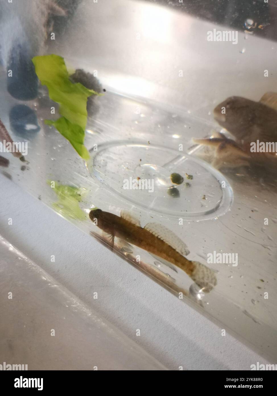 Ray-finned Fishes (Actinopterygii Stock Photo - Alamy