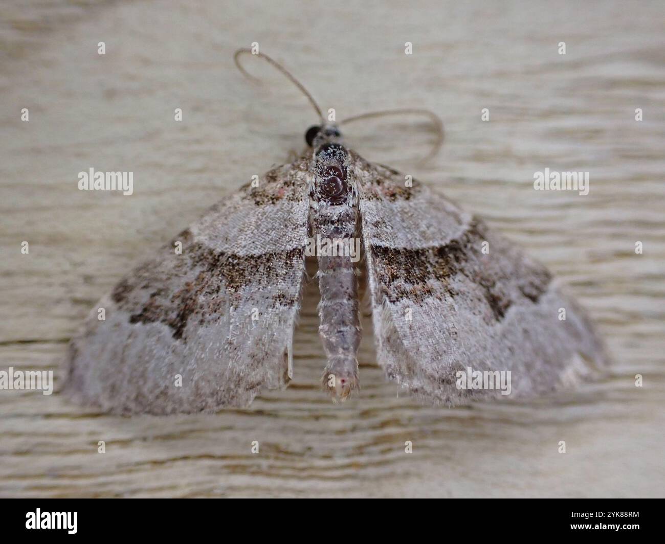 Designata hi-res stock photography and images - Alamy