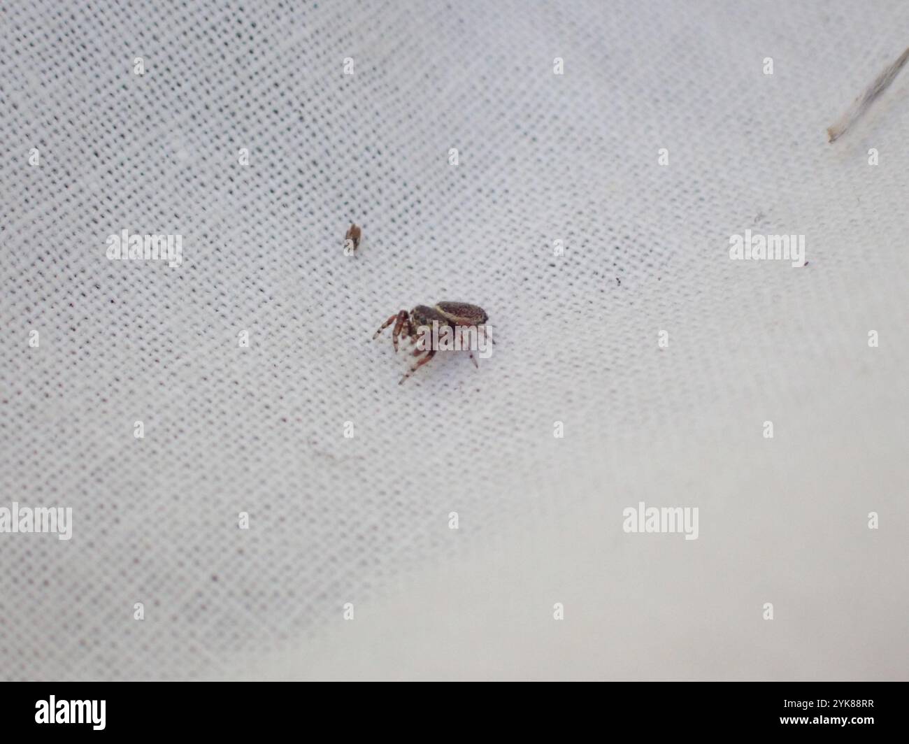 Leaf-beetle Jumping Spiders (Sassacus Stock Photo - Alamy
