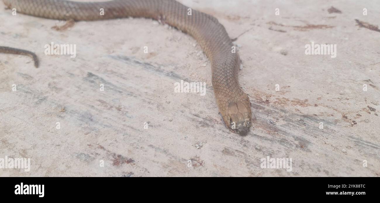 Eastern Brown Snake (Pseudonaja textilis Stock Photo - Alamy