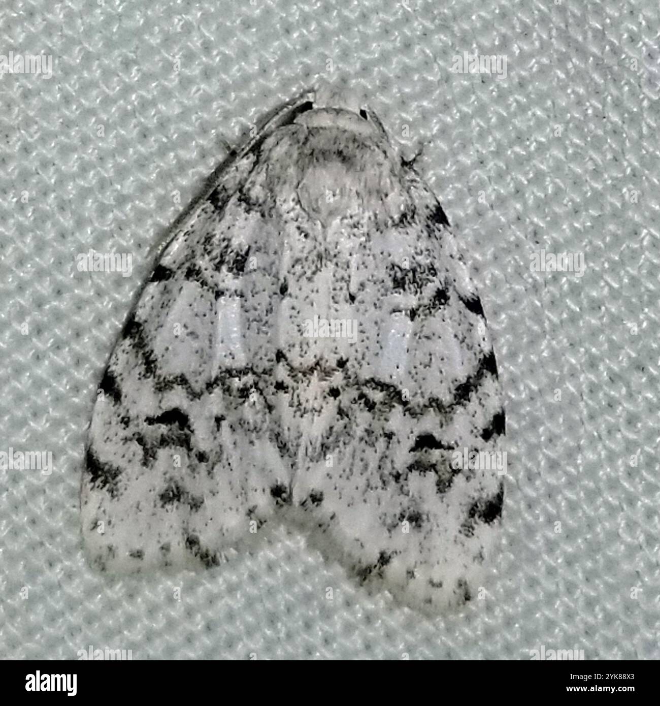 Little White Lichen Moth (Clemensia albata Stock Photo - Alamy