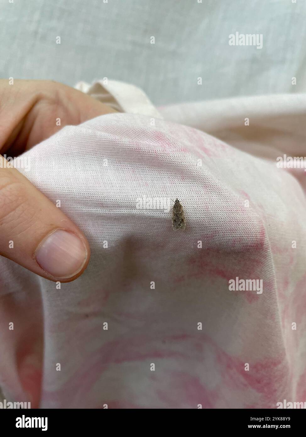 Many-spotted Scoparia Moth (Scoparia basalis Stock Photo - Alamy