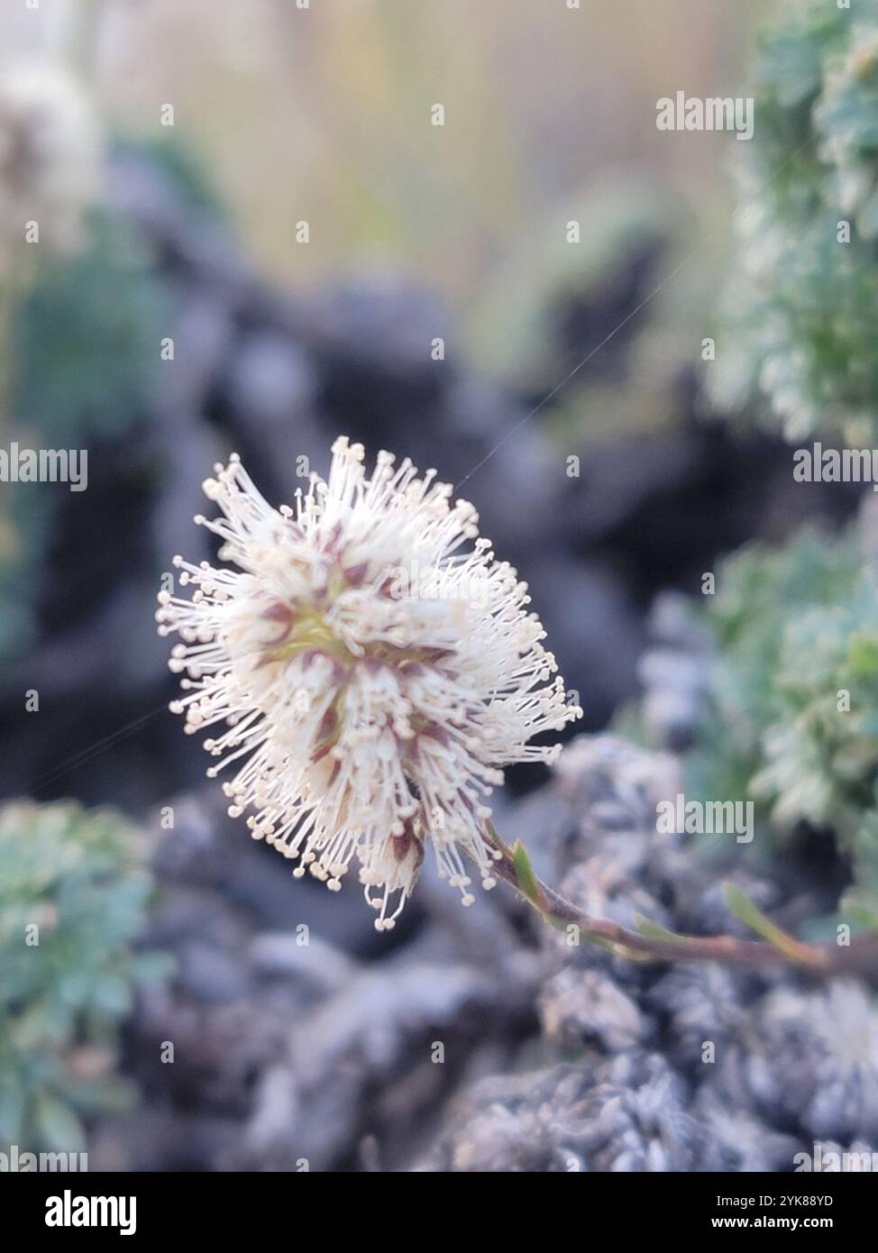 mat rock spiraea (Petrophytum caespitosum Stock Photo - Alamy