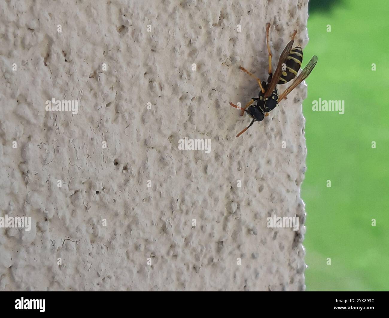 Nimpha hi-res stock photography and images - Alamy